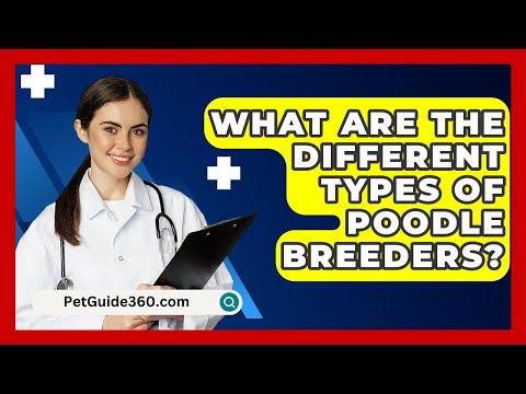 What Are The Different Types Of Poodle Breeders? - PetGuide360.com