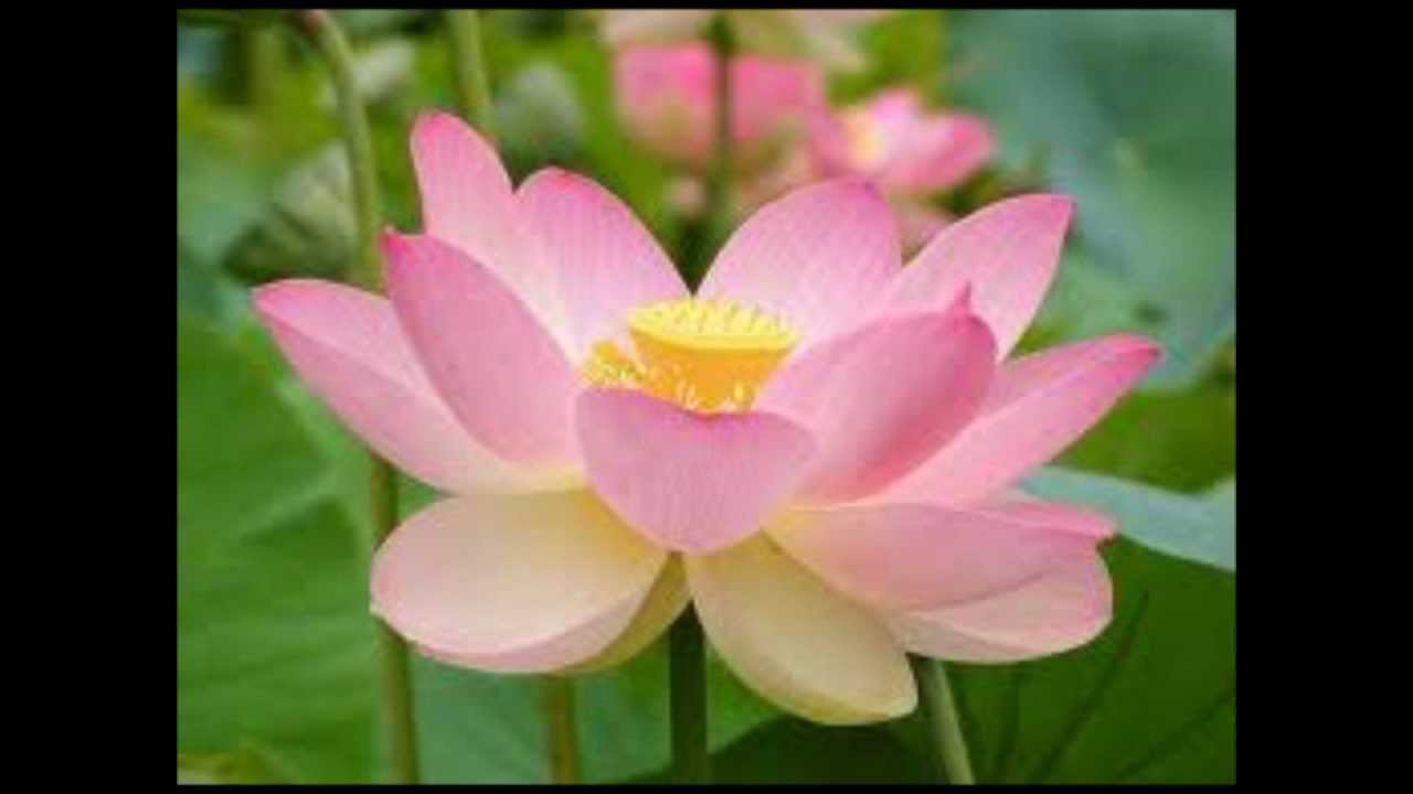 The Five Minute Miracle - Daily Guided Meditation