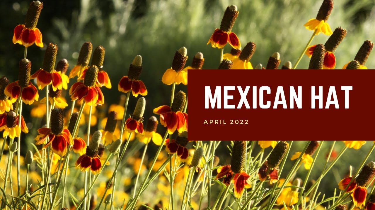 Mexican Hat | Plant of the Month