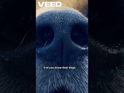 funny dogs facts #dog #animals #facts #dogs #fun #funny #funnyvideo #funnyshorts #funnyvideos
