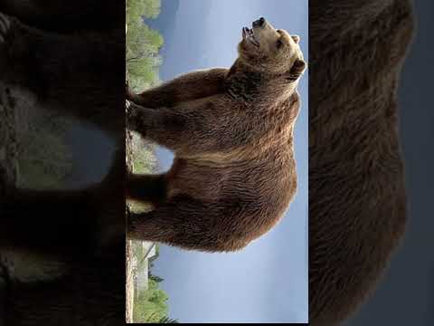 Grizzly bear sound