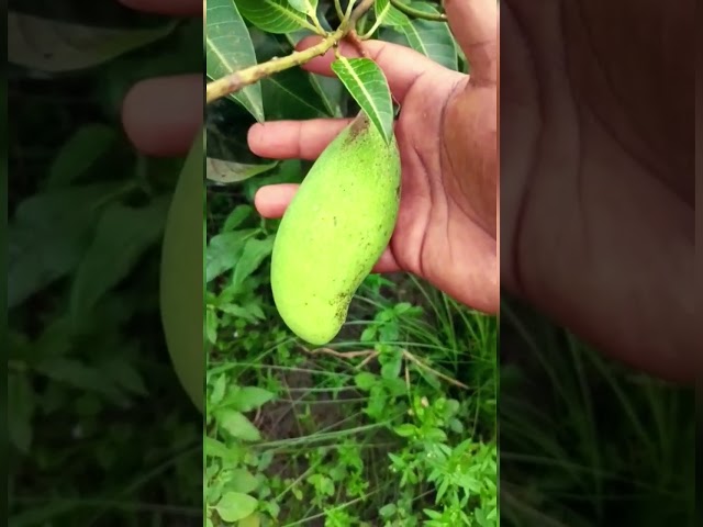 Fruit Plant - Paras Jamun Plant Manufacturer from Chhindwara
