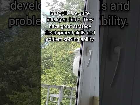 seagull intelligence🧐#funnyvideo #facts #pets #birds#seagull #birds#classicalmusic
