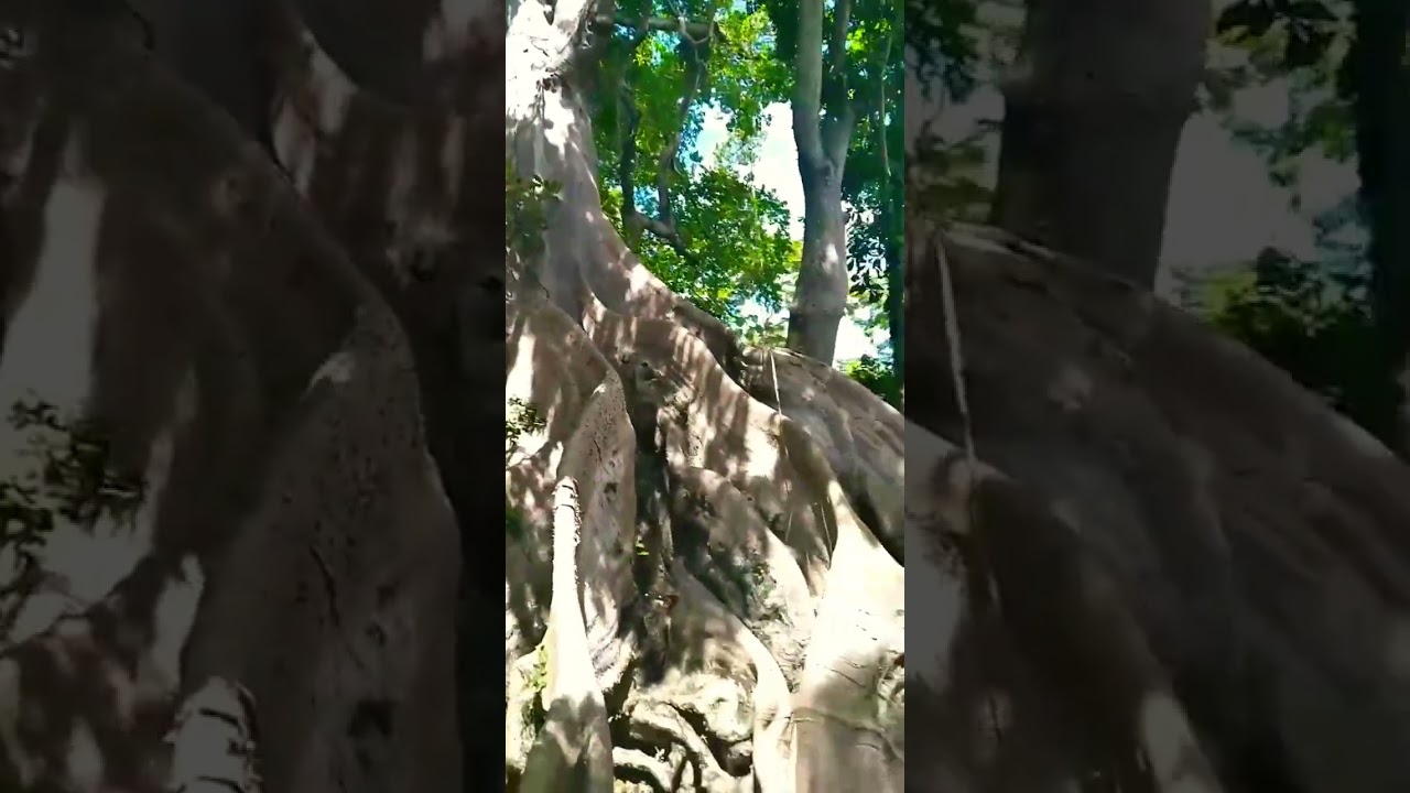 Beautiful Ceiba pentandra tree. Puerto Rico #puertorico #travel #homeschooling #kids #beautiful