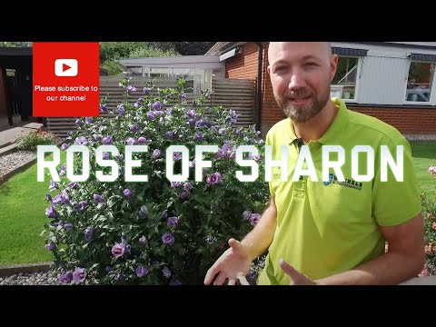 All you need to know about Hibiscus Syriacus (Rose of Sharon)