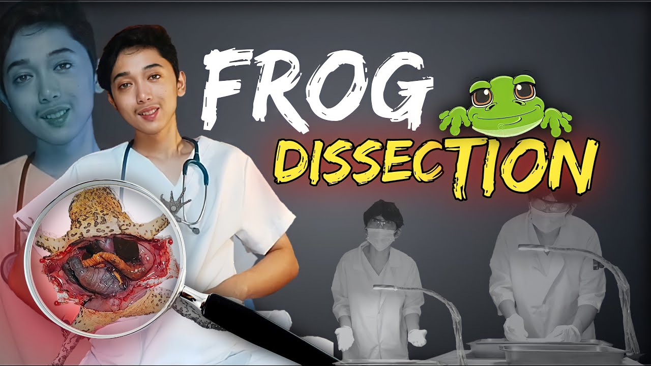 A Comprehensive Guide to Frog Dissection: Anatomy and Physiology ...