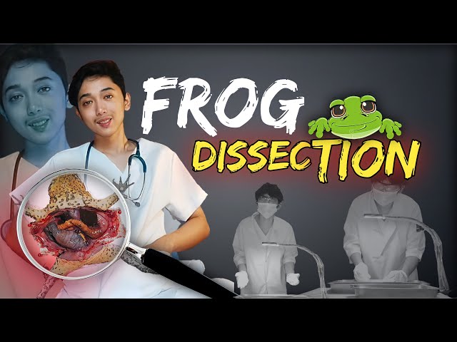 A Comprehensive Guide to Frog Dissection: Anatomy and Physiology ...