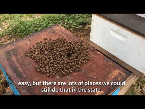 Beekeeping in Mississippi