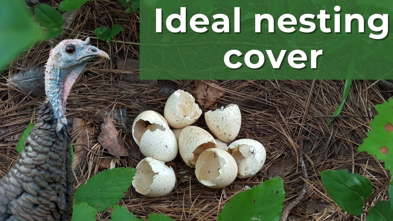 What does nesting cover look like? | Ep 121