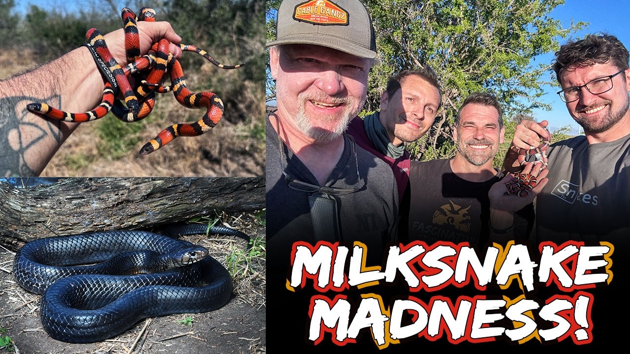Flipping Tin for Snakes in South Texas! Milksnakes, Indigos, and More!