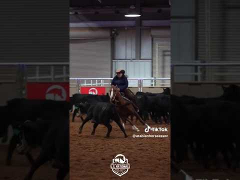 Arabians Are A Stock Breed 🤷🏻‍♀️