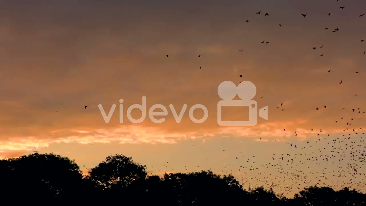 A large flock of Jackdaws and rooks leaving their roost in the trees at dawn, against a beautiful or