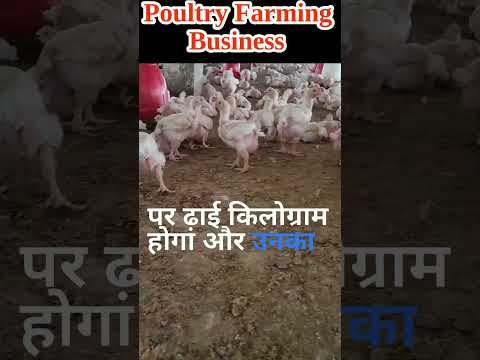 Poultry Farming Business 🤑 मुर्गीपालन से पैसे कैसे कमाए #shorts