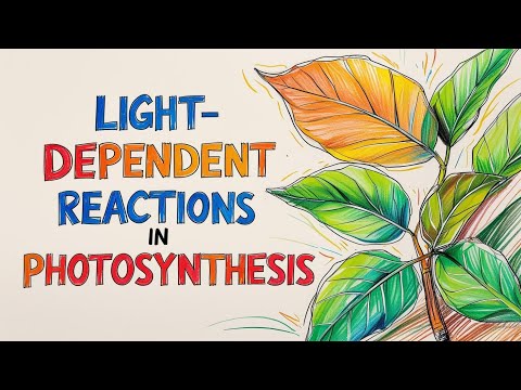 Light-Dependent Reactions in Photosynthesis | Role of Light & Protons Explained Simply | Lesson 22