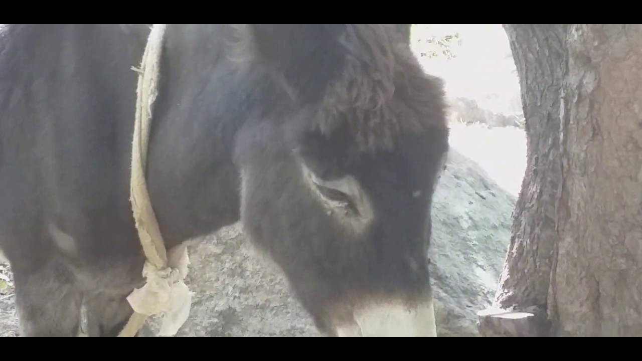 Beautiful Black and White Donkey