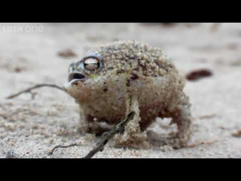 Steam Community :: Video :: A very angry frog