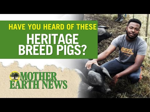 Heritage Breed Pigs to Consider