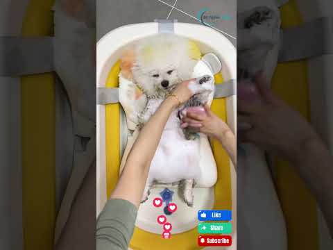 Is Your Pet Grooming Routine Harmful to Their Health? Here’s What You Need to Know!