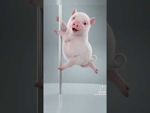 Cerdito bailando 🐷