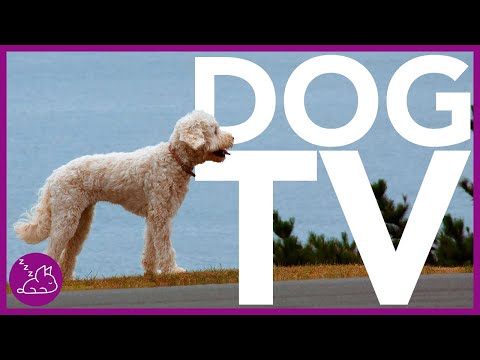 DOG TV - Videos to Entertain Your Dog All Day! (15 Hours)