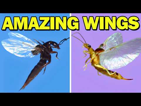 The remarkable foldable wings of insects – Why Evolution Is True