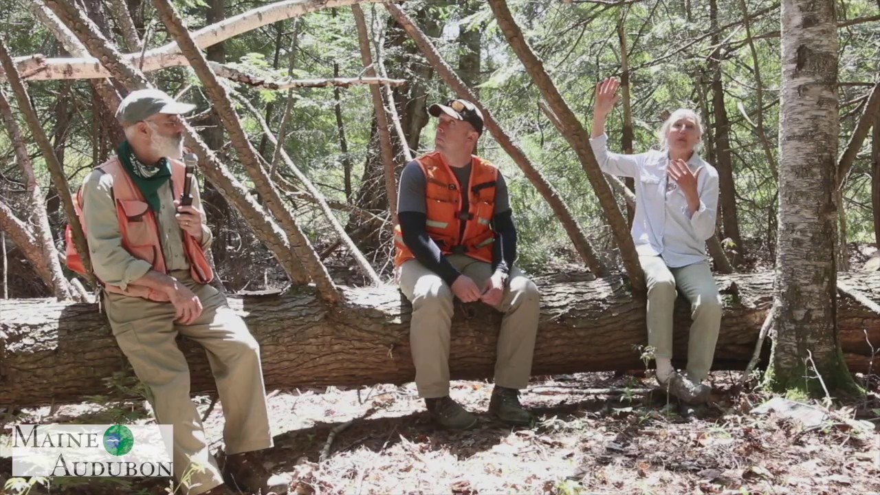Forestry for Maine Birds—Part 5: Putting Your Forest Management Plan into Action