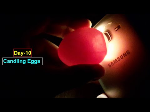 Candling Eggs Day-10 | Incubator For Chicken Eggs