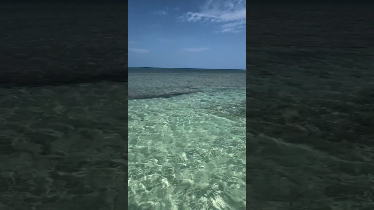 how big do lemon sharks gets? creepy to see on the flats. #sharks #keywest #fishing