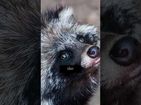 Meet the Enigmatic Raccoon Dog #shorts #raccoondog