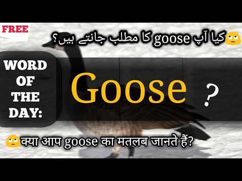 Goose meaning in HINDI/URDU | Goose ka matlab | Goose ka hindi/urdu meaning | Birds name | Noun