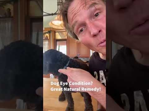 Proven Natural Remedy for Dog Eye Disease