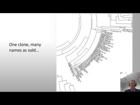 What’s in a strain? The Wild West of Cannabis names | StratCann