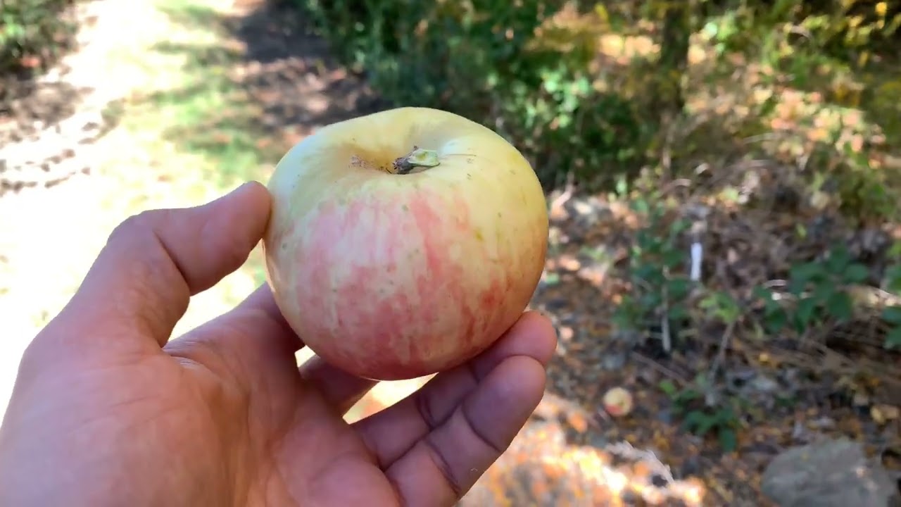 Freedom Apple Tasting