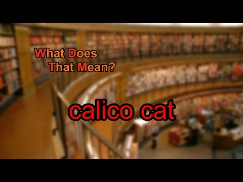 What does calico cat mean?