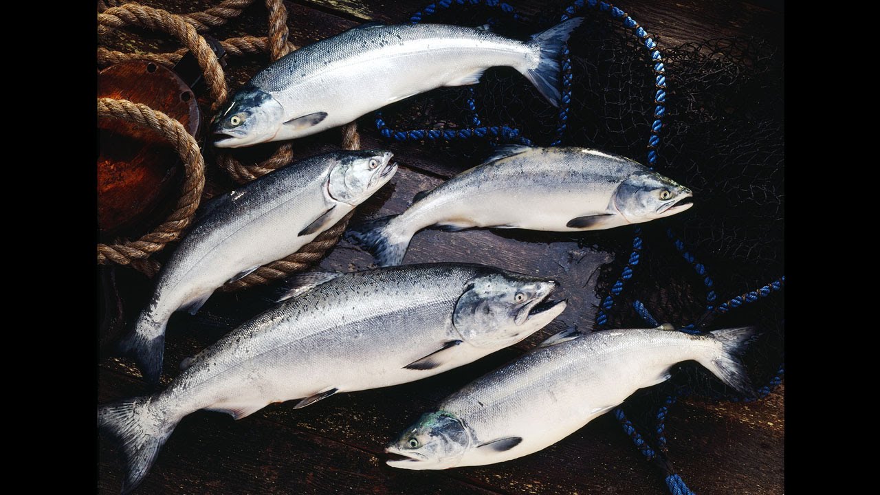 Wild BC Salmon: The Five Species and Lifecycle