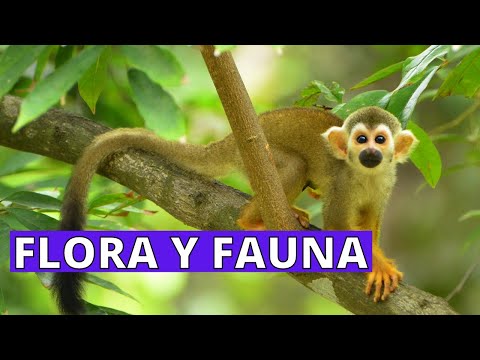 La FLORA Y LA FAUNA: definición, características, tipos, ejemplos🌳🐘