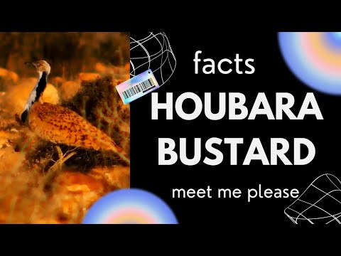 houbara bustard facts