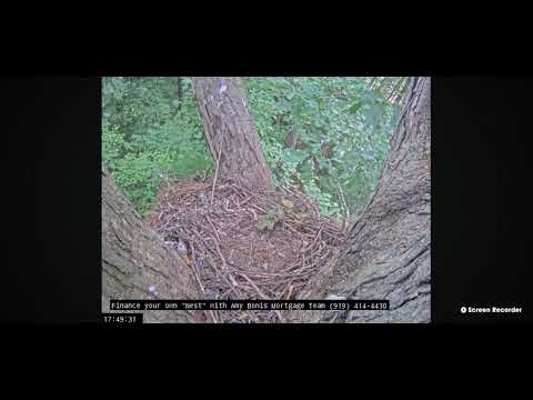 Wake Forest Red Shouldered Hawks 6/1/2024 17:40