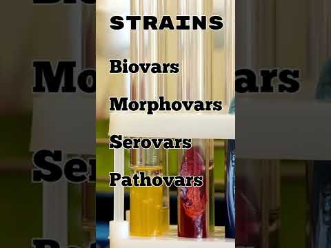 Strains #biovars, #morphovars #serovars, #pathovars #shorts