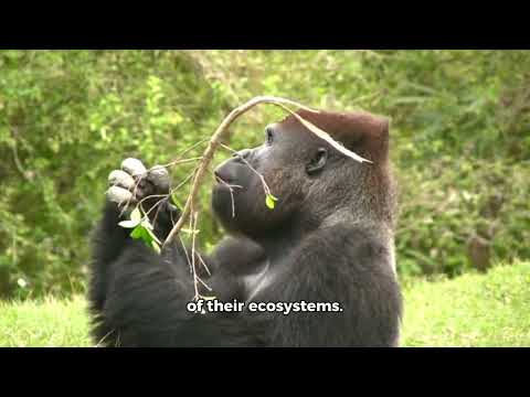 Interesting facts about Gorillas,Amazing Creatures