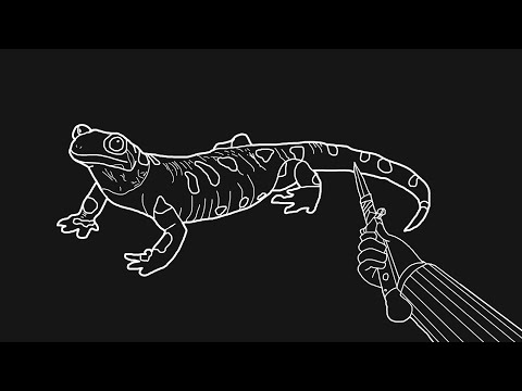 Steam Community :: Video :: [TF2] Salamanz