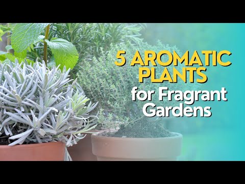 Top 5 Aromatic Plants for Fragrant Gardens