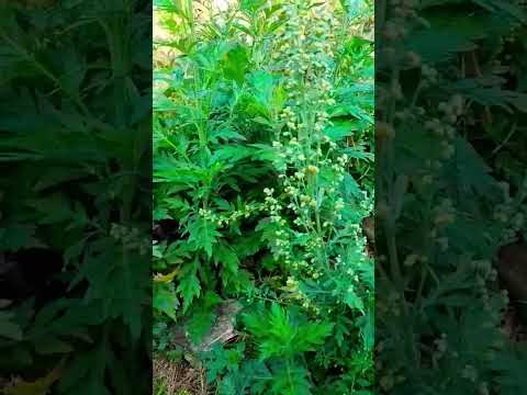MUGWORT l edible & medicinal plant can cure a lot of sickness #backyardgardening #shortvideo #plants