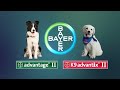 Advantage II for Dogs, Topical Flea Treatment - PetCareRx