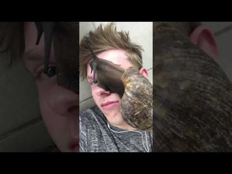 Biggest Snail in the world on Adrians Face !