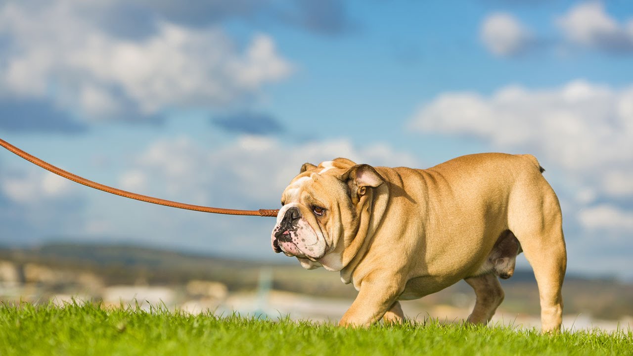 Types of dog leashes. Pros and cons?