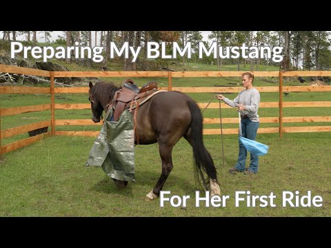 The Steps I'm Taking Before Riding My BLM Mustang Part 1-Introducing Tarps