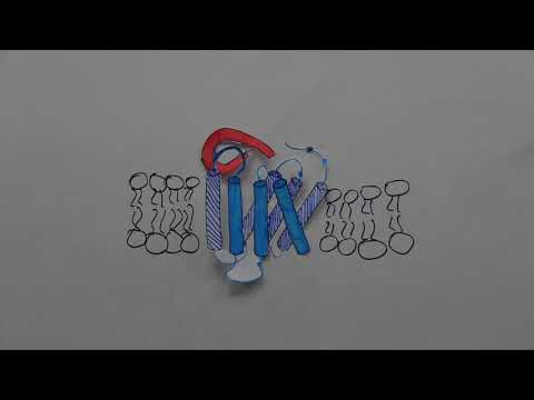 Syntocinon - how different from Oxytocin? Here we explain!