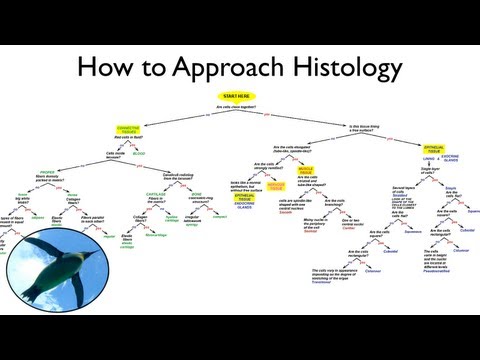 Help with Histology