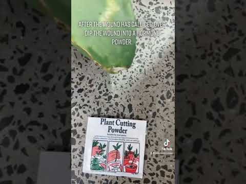How to propagate Opuntia! #pricklypear #optuntia #propagation #plantcare #diy #cacti